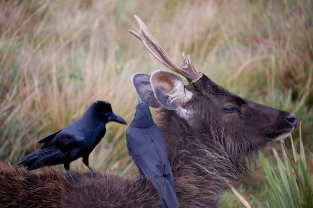 Malaka Rodrigo Archives - Conservation news