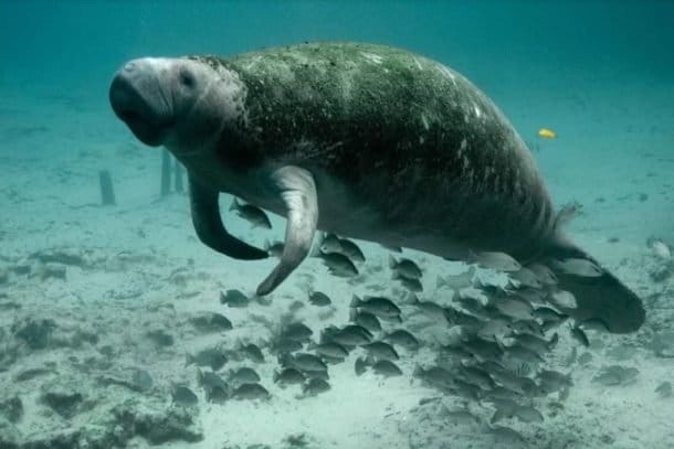 Why are Florida manatees showing up in Cuba and Mexico?