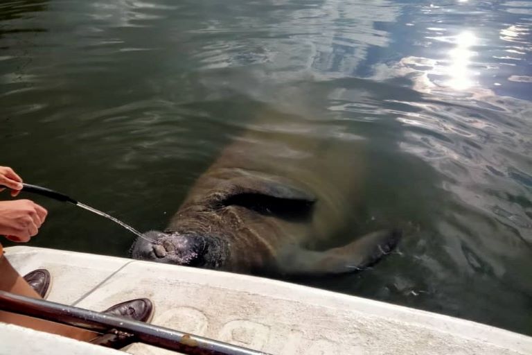 Why are Florida manatees showing up in Cuba and Mexico?
