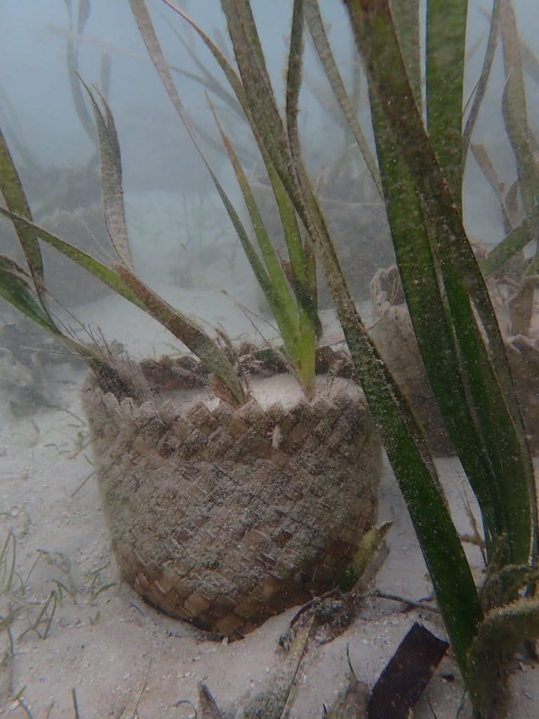 A seagrass restoration project to preserve the past may also protect ...