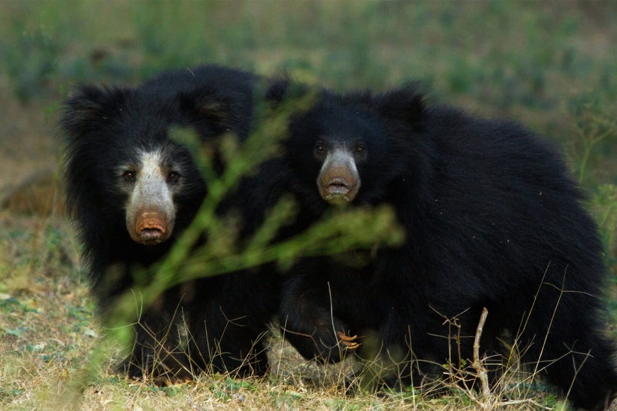 Lessons from panda conservation could help Asia’s other, overlooked, bears
