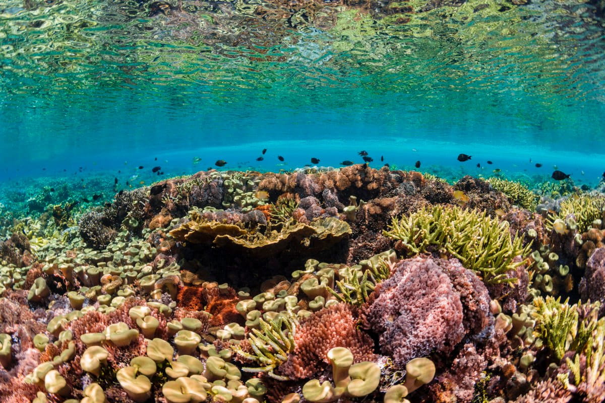 Future reefs: A manifesto to save the world’s coral gardens (commentary)