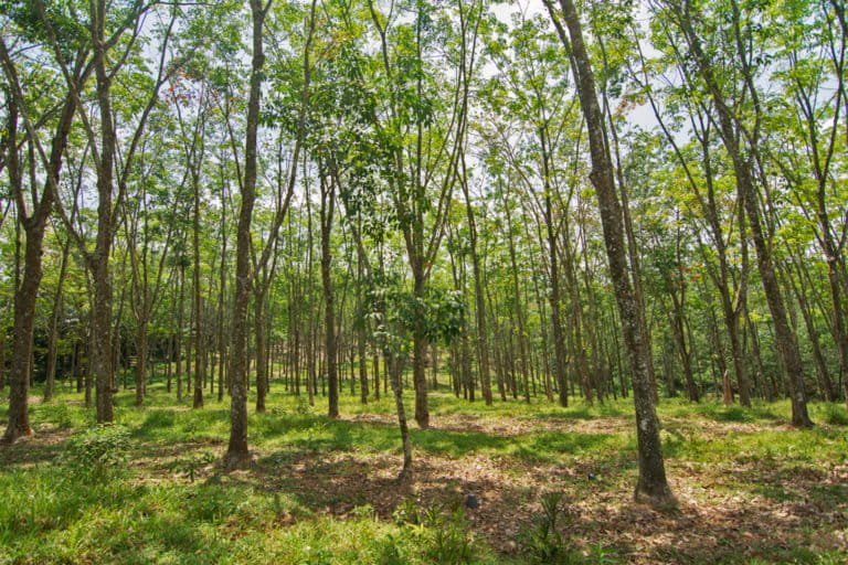 In oil palm-dominated Malaysia, agroforestry orchards are oases of bird ...