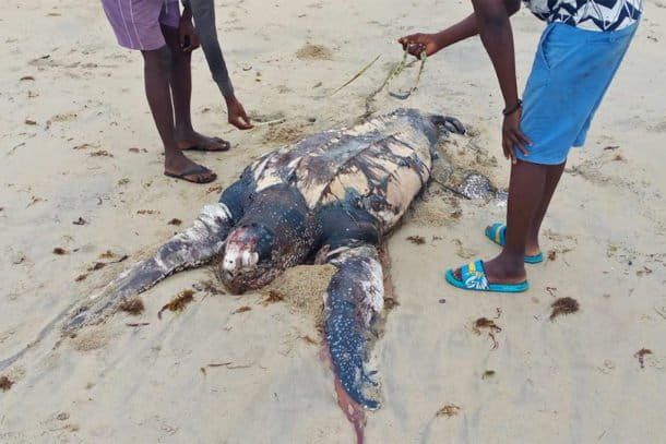 200 mysterious sea turtle deaths: Q&A with Kenyan fisherman and turtle ...