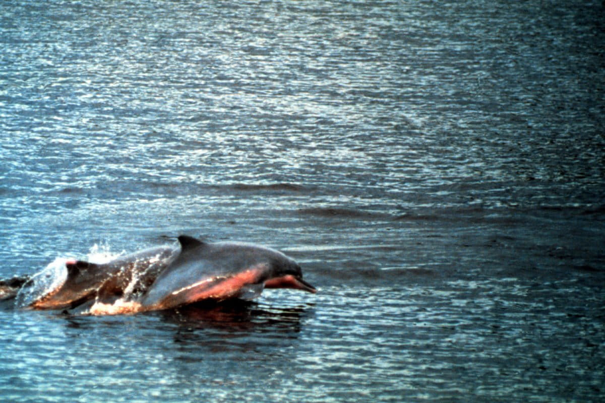 Caribbean incursion into Amazon sparked a flurry of life, with lessons ...
