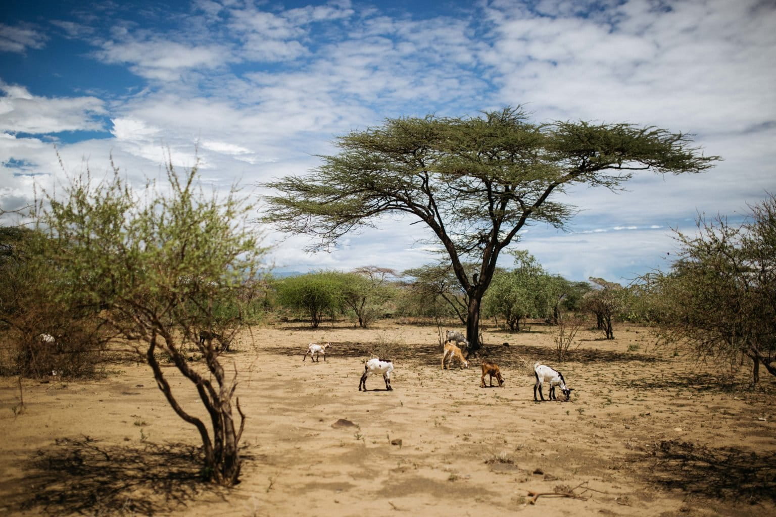 Conflict over resources in Kenya hits deadly highs with firearms in play