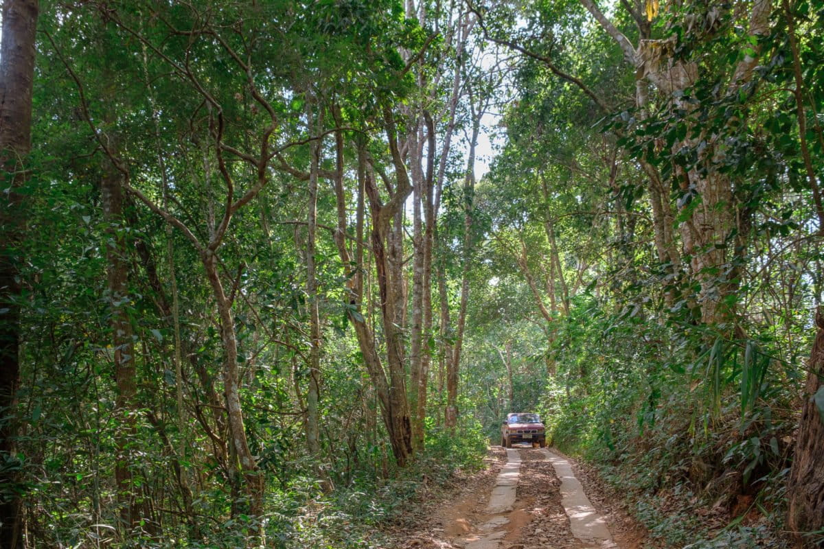 Common goals ensure forest restoration success in northern Thailand