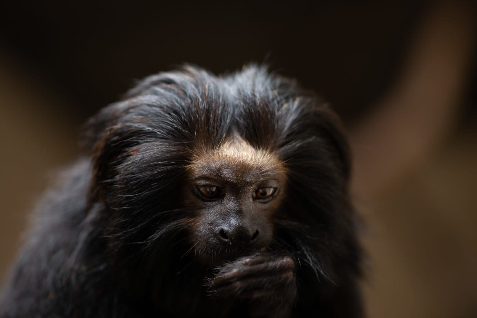 How Brazil is working to save the rare lion tamarins of the Atlantic Forest