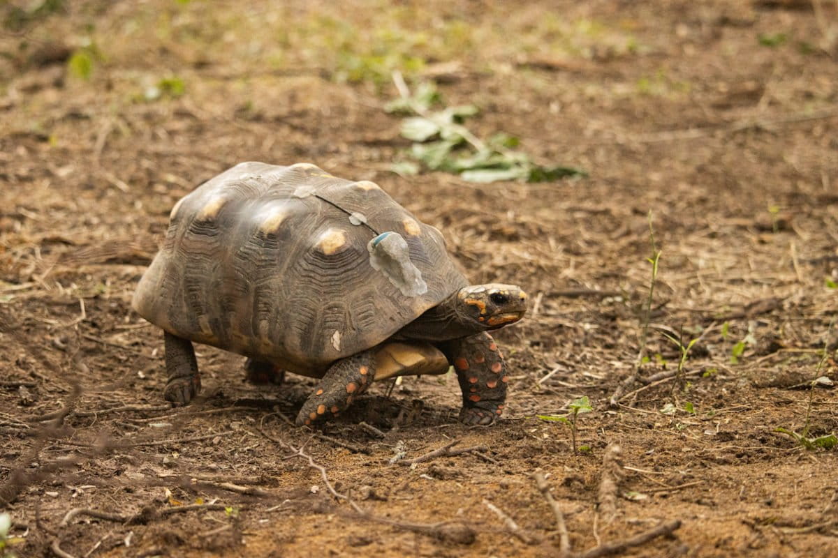 A helping hand for red-footed tortoises making a comeback in Argentina