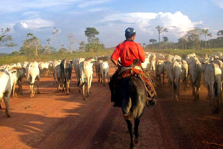 Satellite data brings new insights on what drives Amazon forest loss