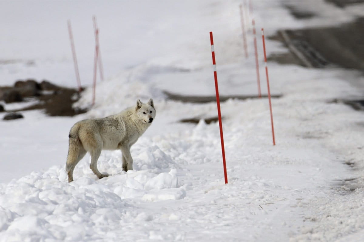 Yellowstone’s wolves defied extinction, but face new threats beyond ...