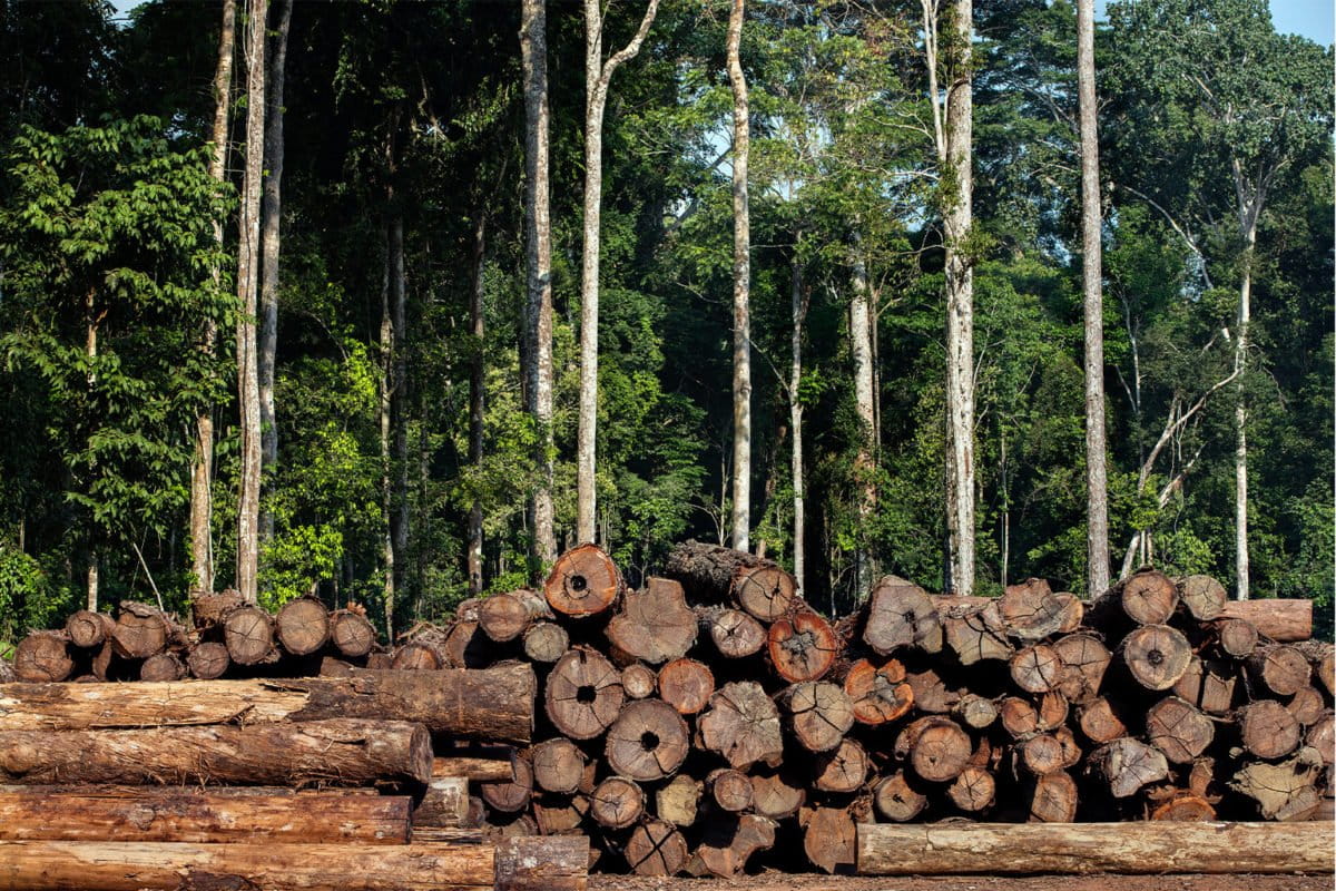 Government inaction sees 98% of deforestation alerts go unpunished in ...