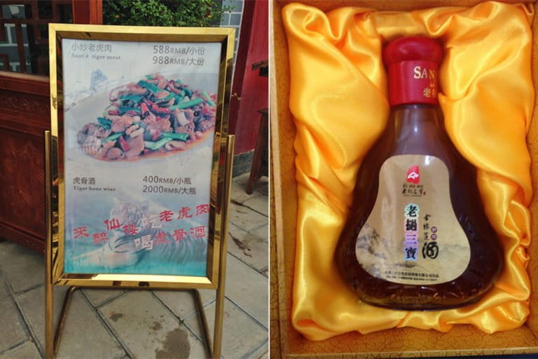 Year of the Tiger: Illegal trade thrives amid efforts to save wild tigers