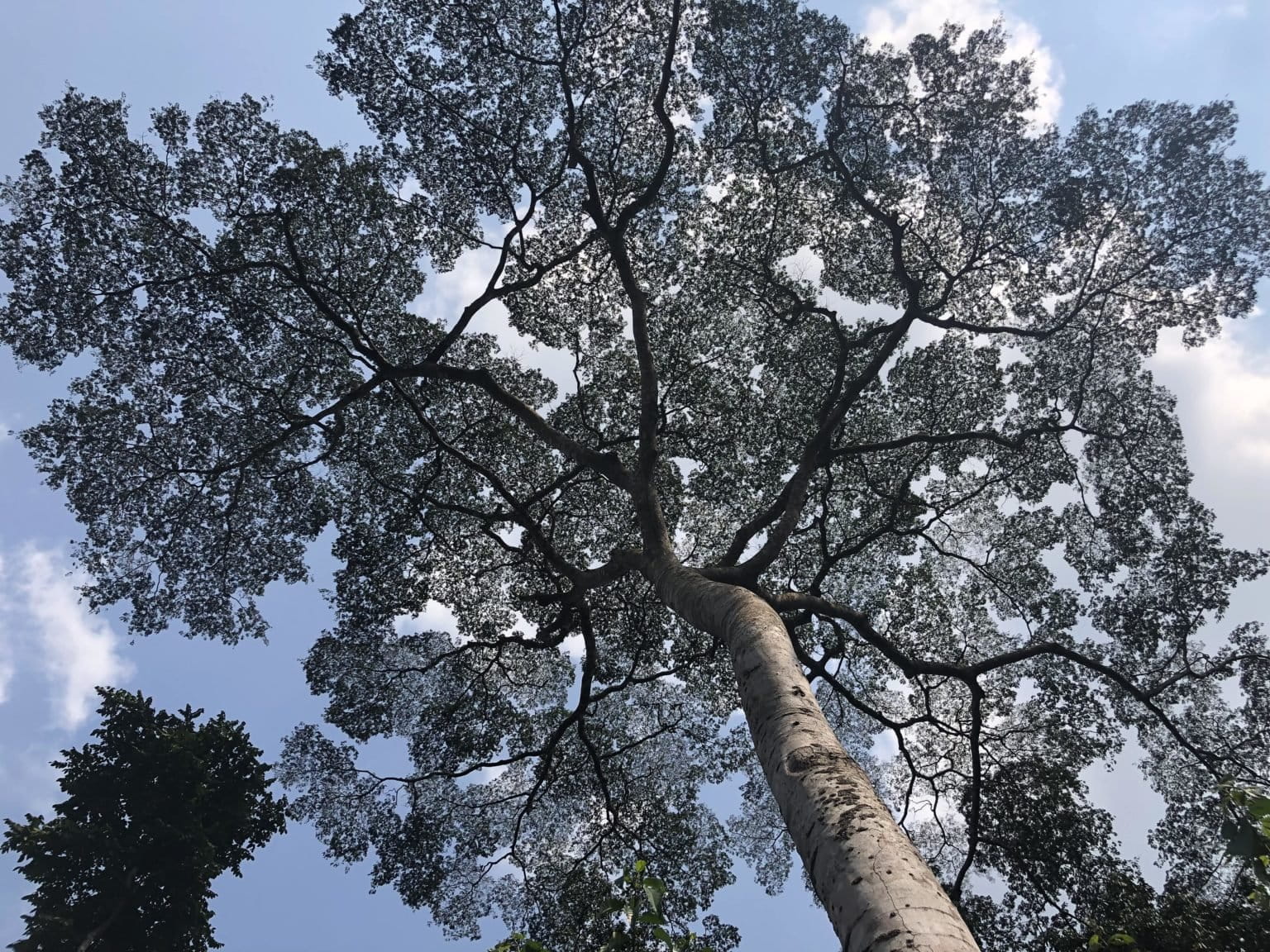 Chinese companies linked to illegal logging and mining in northern DRC