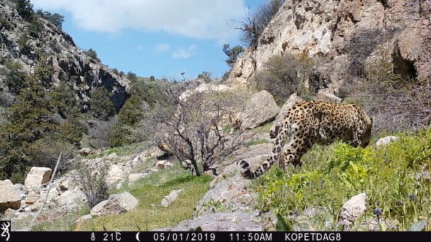 Protect Persian leopards, and their defenders, for World Environment ...