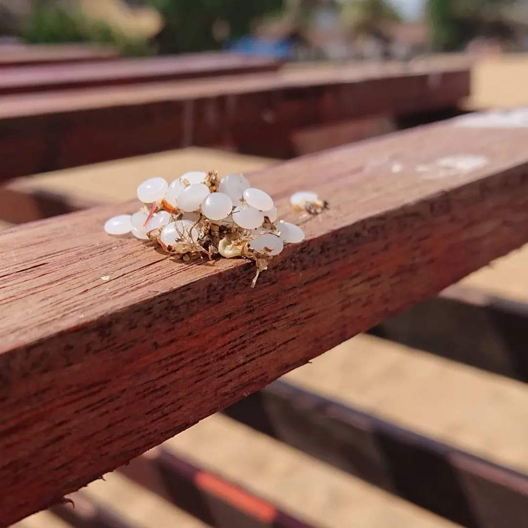 Malaka Rodrigo Archives - Conservation news