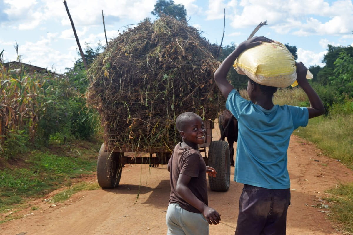 A return to agroecology traditions points the way forward for Malawi’s ...