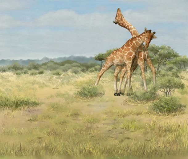 'Strange' giraffoid fossil shows giraffes evolved long necks to win ...