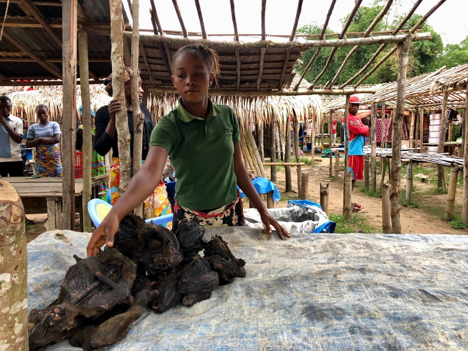 Loggers close in on one of the world’s oldest biosphere reserves