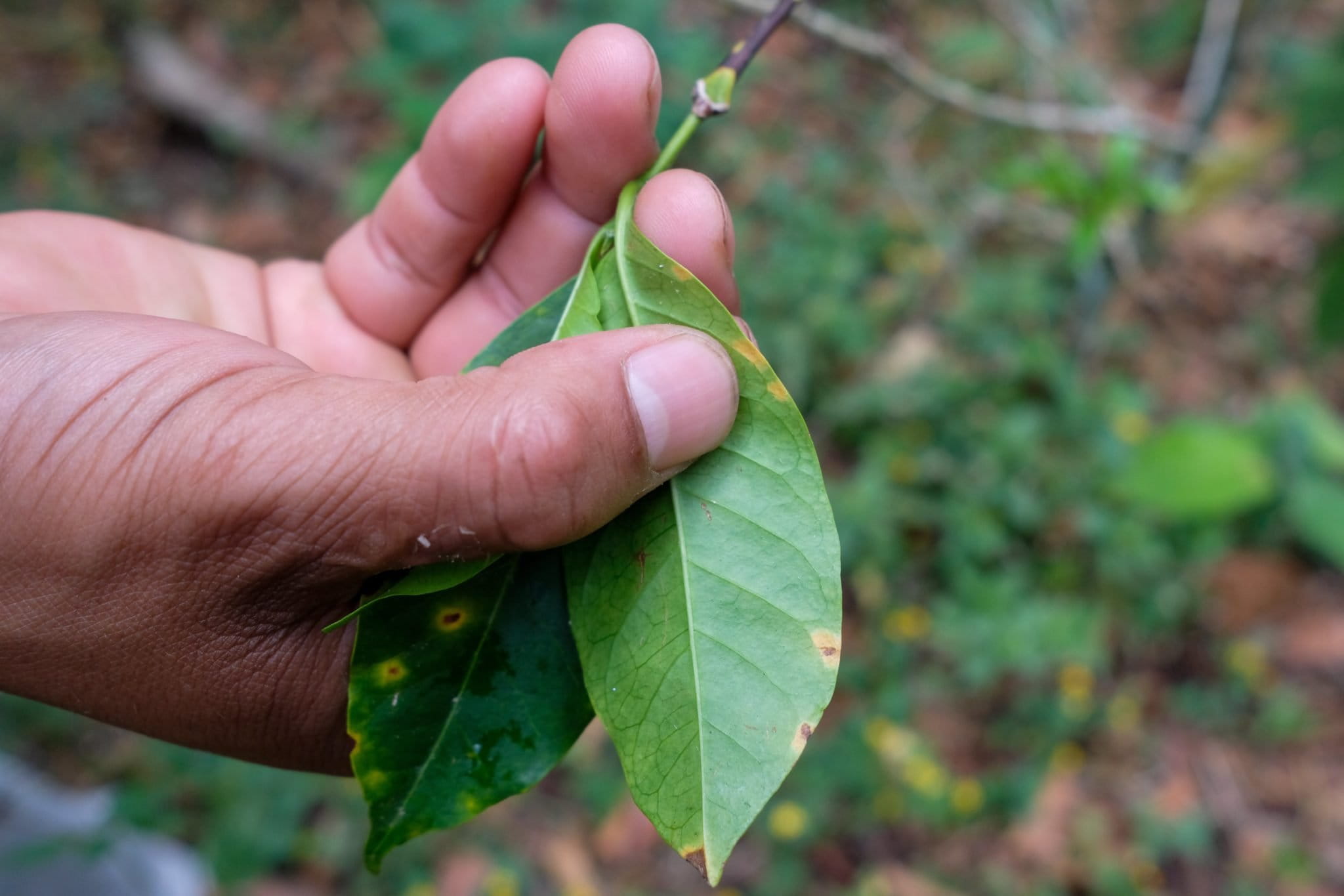 Farmers in Mexico fight coffee disease with resistant varieties and ...