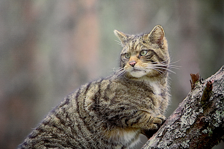 Scotland changes course to save its last native wildcats