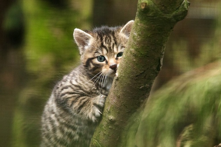 Scotland changes course to save its last native wildcats