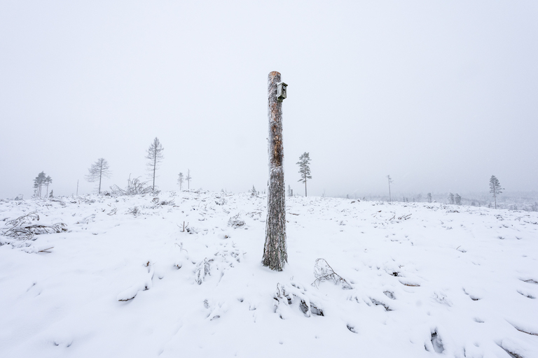 HotSpot: Deforestation in Sweden