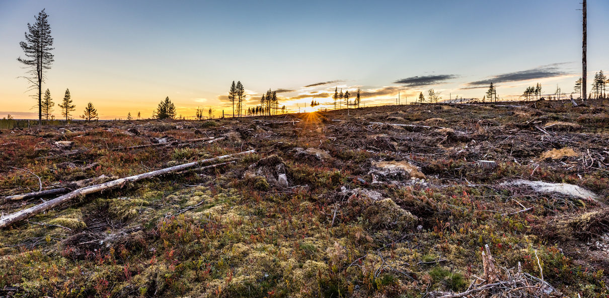 HotSpot: Deforestation in Sweden