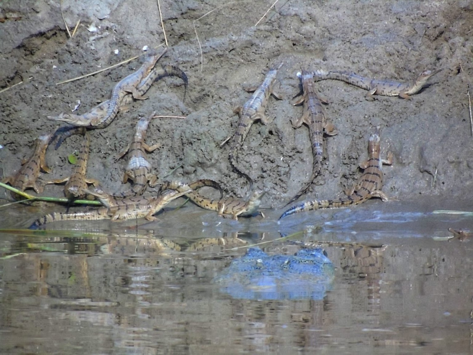 Death of rare male gharial in Nepal highlights conservation crisis