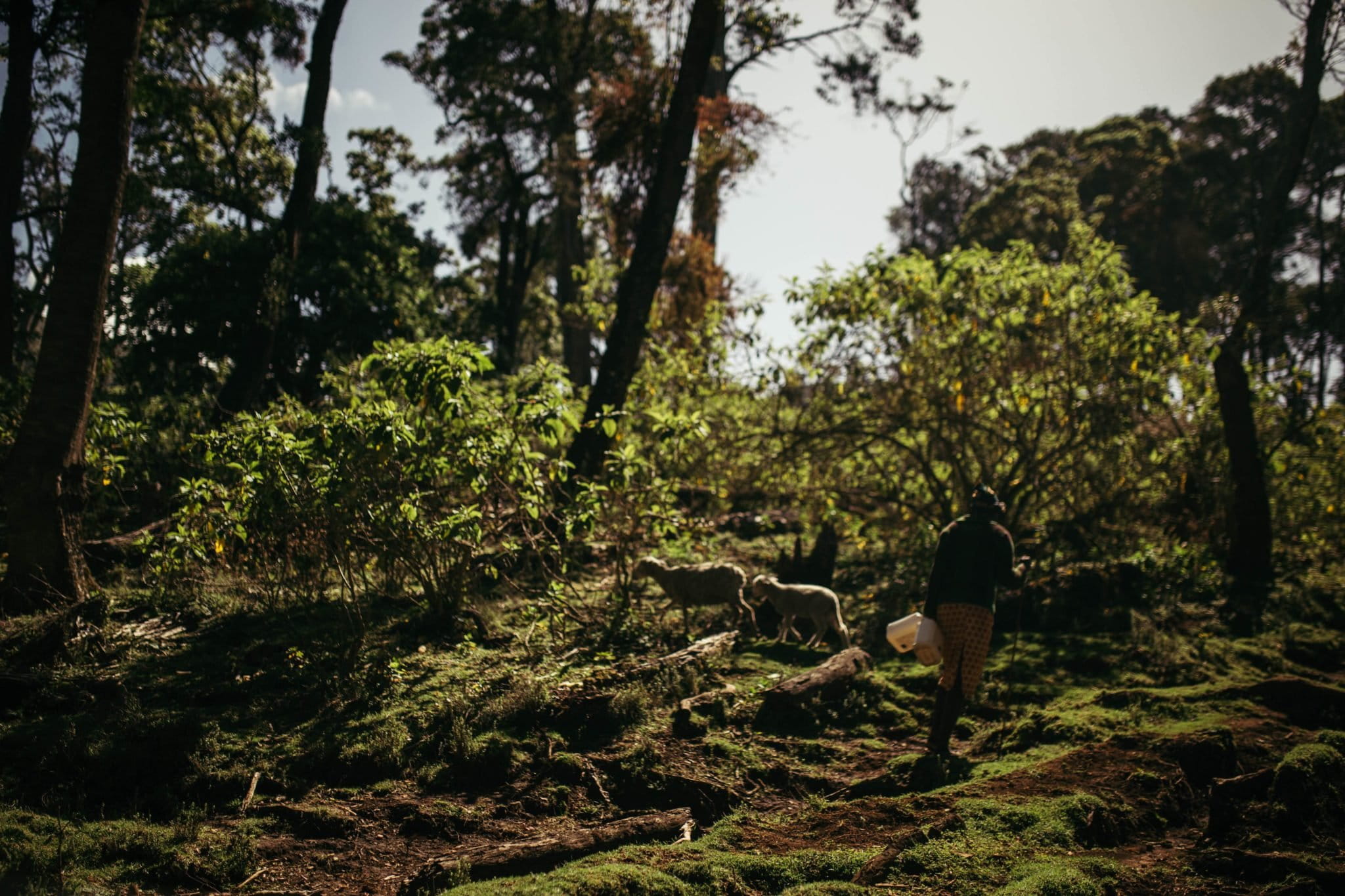 Kenyan hunter-gatherers forced to farm now face increased evictions ...