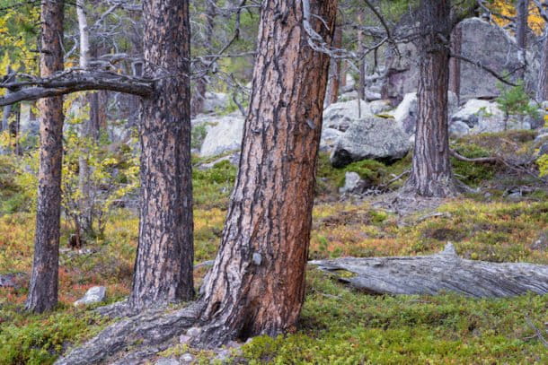 How unsustainable is Sweden's forestry? 'Very.' Q&A with Marcus ...