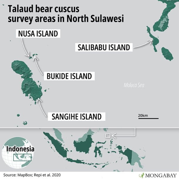 To win island-wide conservation, Indonesia’s Talaud bear cuscus needs ...