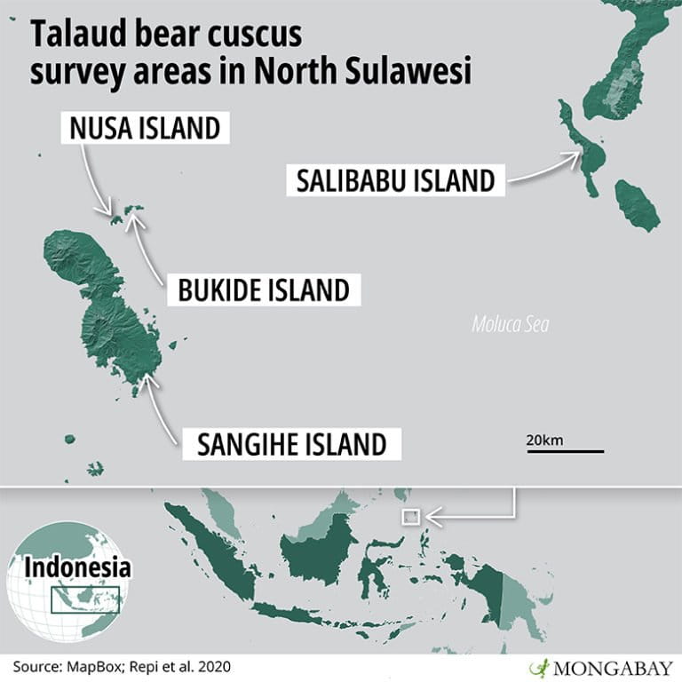 To win island-wide conservation, Indonesia’s Talaud bear cuscus needs ...
