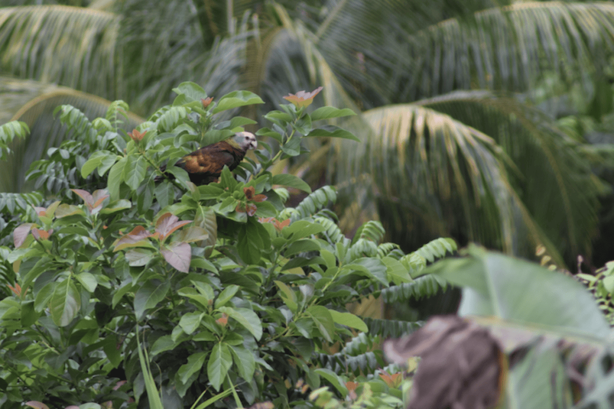 Parrots of the Caribbean: Birding tourism offers hope for threatened ...