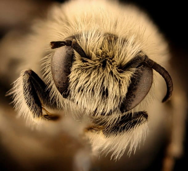 ‘Beenome’ project aims to boost bee conservation with genetic mapping