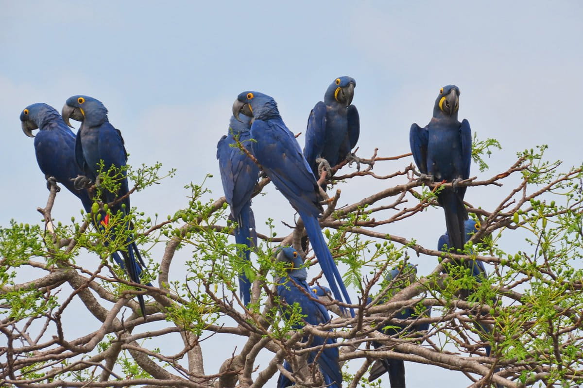 Habitat loss, climate change send hyacinth macaw reeling back into ...