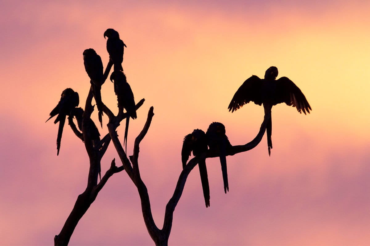 Habitat loss, climate change send hyacinth macaw reeling back into ...