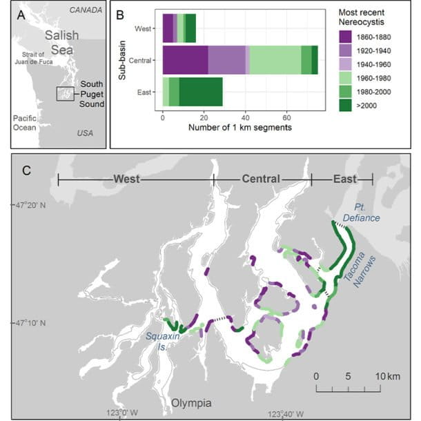 Scientists strive to restore world’s embattled kelp forests