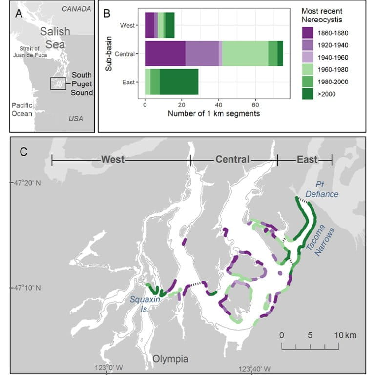 Scientists strive to restore world’s embattled kelp forests