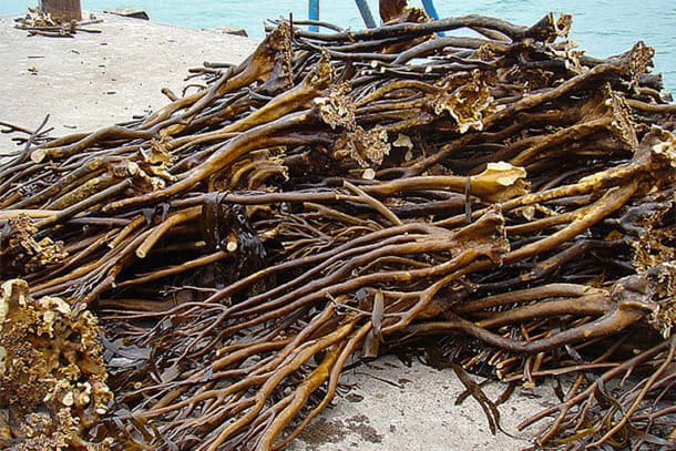 Scientists strive to restore world’s embattled kelp forests