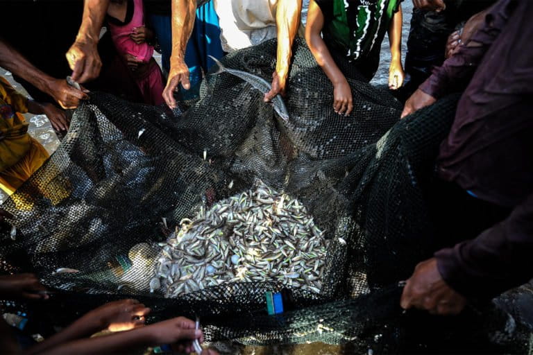 Record-breaking seafood production must undergo a ‘blue transformation ...