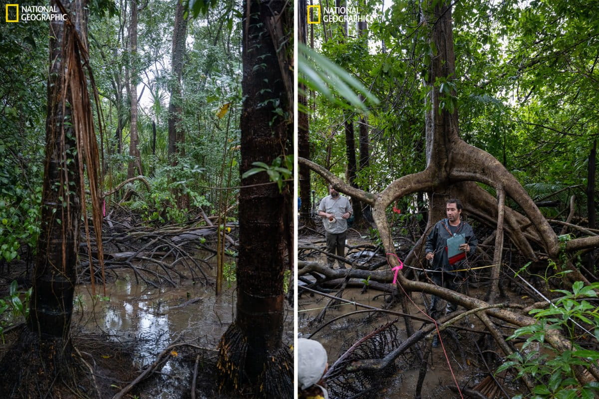 First-of-its-kind freshwater mangroves discovered in Brazil’s Amazon Delta