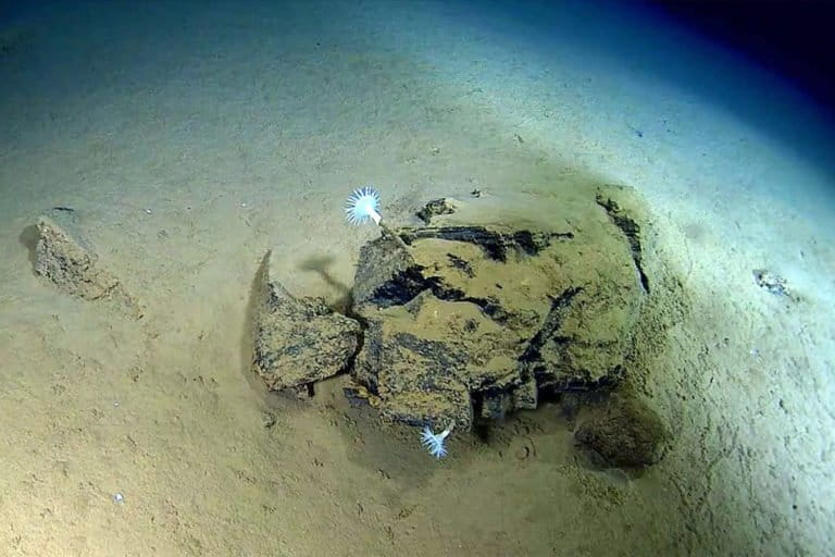 ‘We've got to help the oceans to help us’: Q&A with deep-sea explorer ...