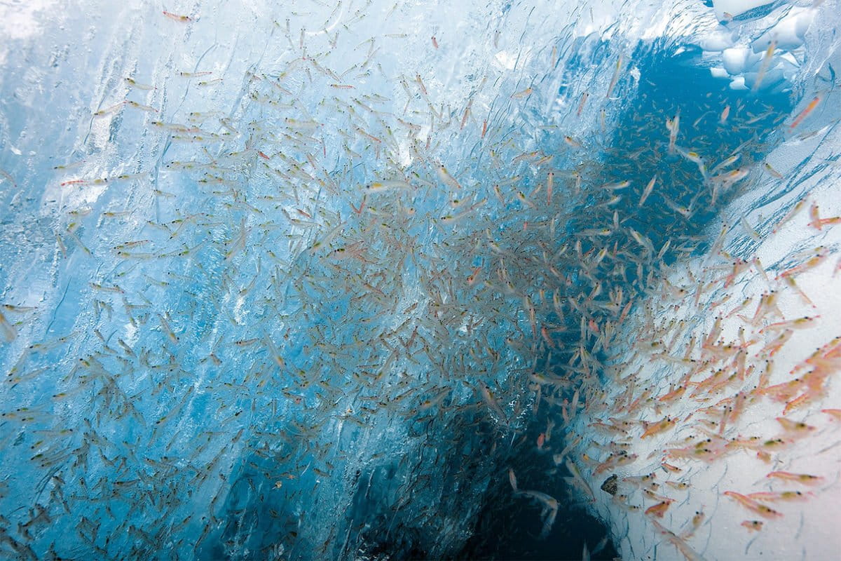 Climate change and overfishing threaten once ‘endless’ Antarctic krill