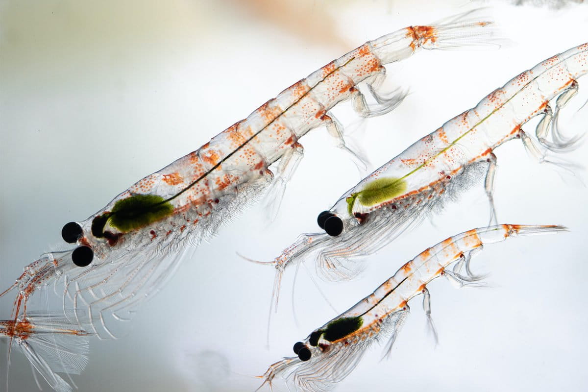 Climate change and overfishing threaten once ‘endless’ Antarctic krill