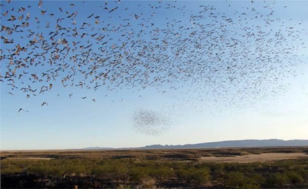 Seeing through the swarm: How hawks hunt bat prey