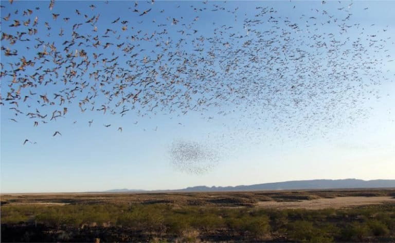 Seeing through the swarm: How hawks hunt bat prey