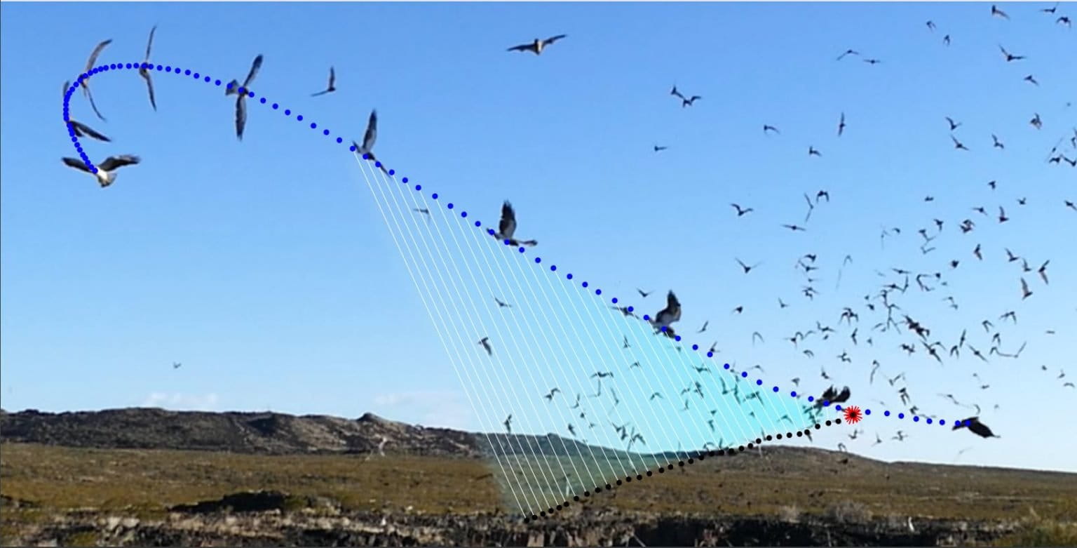 Seeing through the swarm: How hawks hunt bat prey