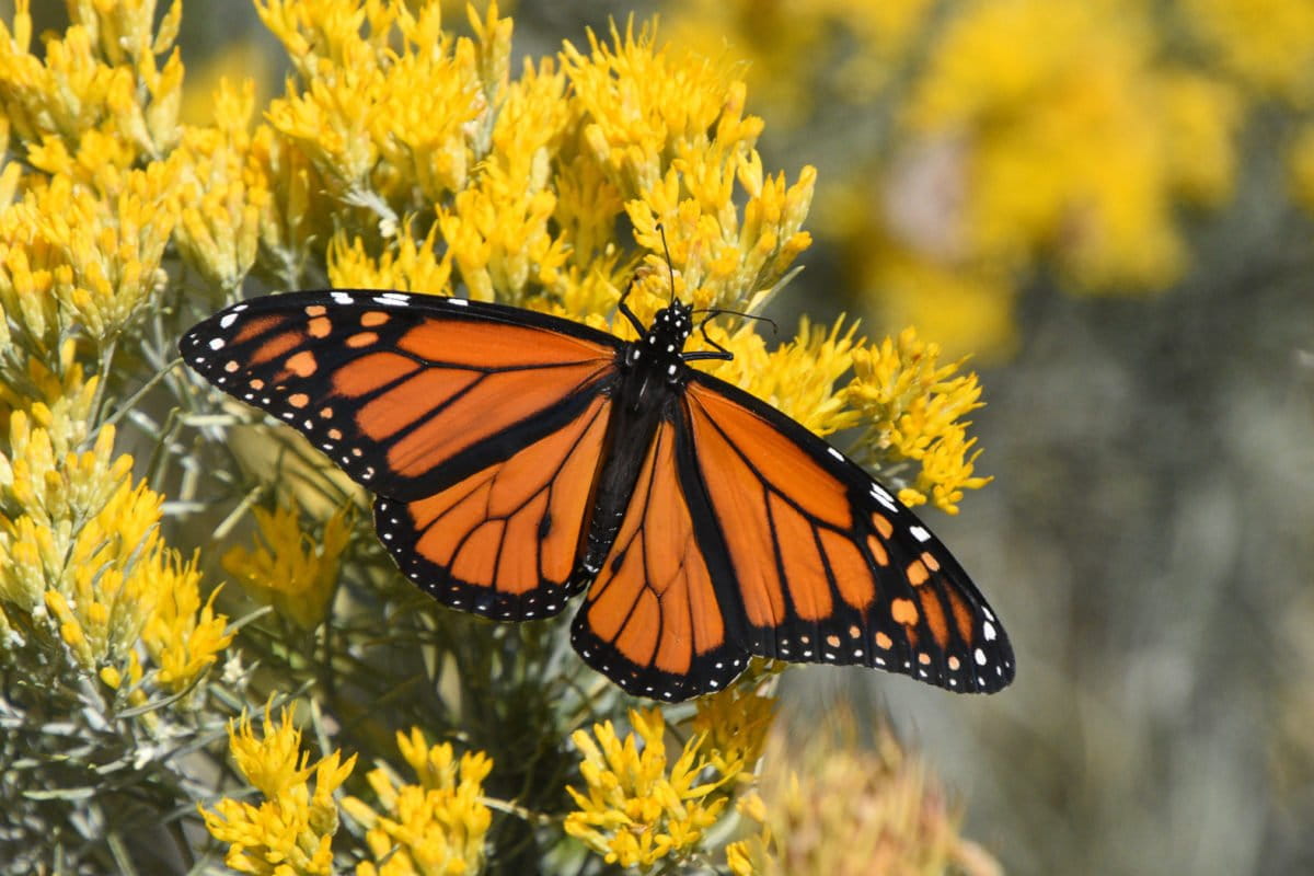 Monarch butterflies become a powerful symbol for justice at the U.S ...