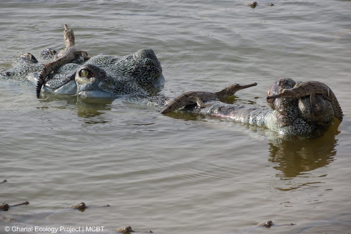 Gharials, most distinctive of crocs, are most in need of protection ...